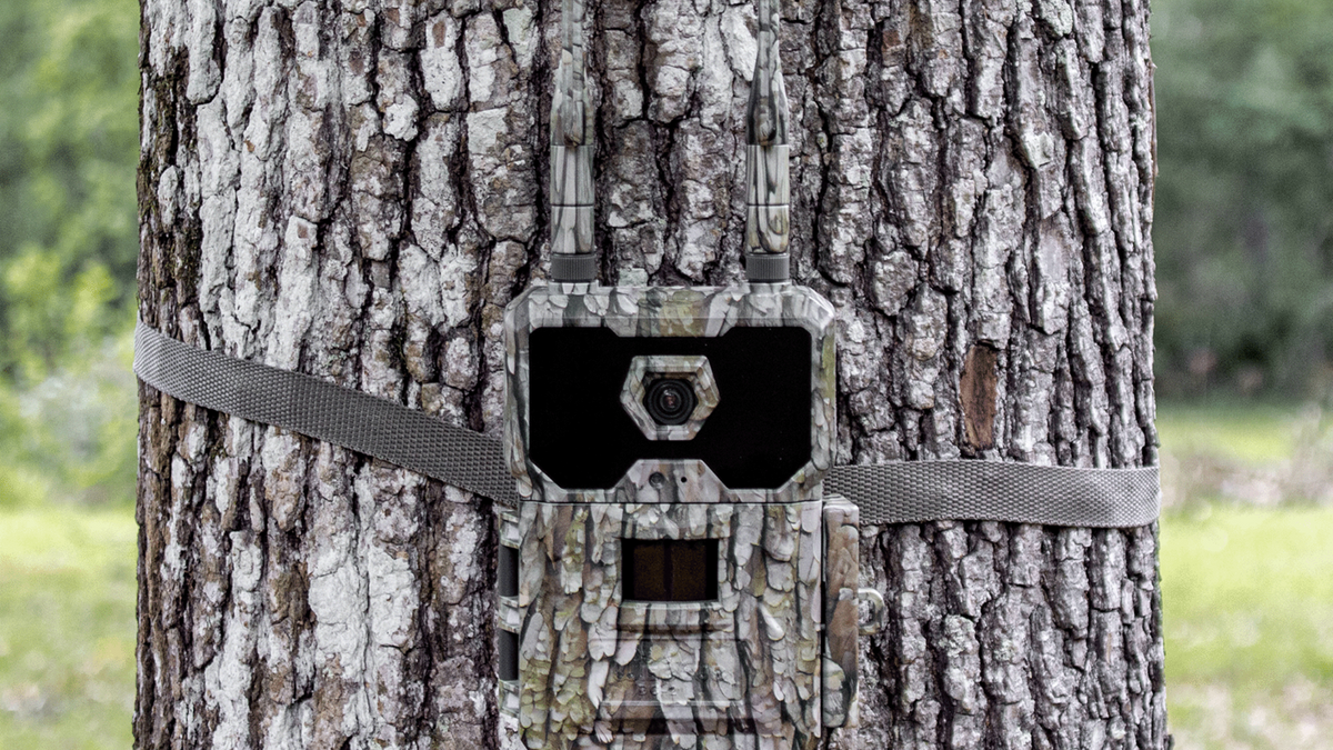 Using Trail Cameras for Wildlife Observation and Research — HuntEmUp ...