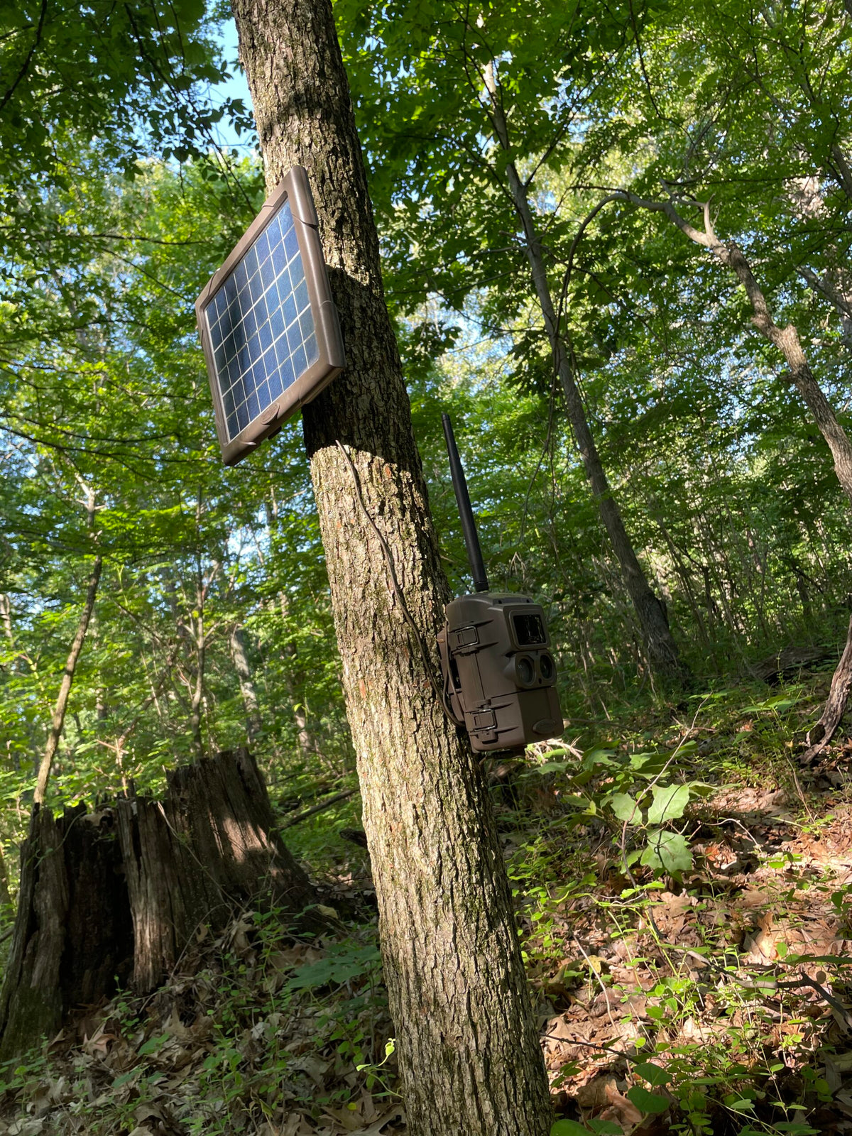 Trail Camera Placement is critical for optimal results — HuntEmUp