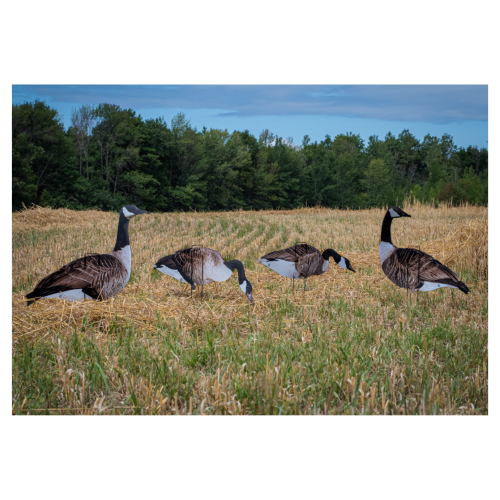 Real-Geese VIVID Series Canada Silhouette Decoys - HuntEmUp — HuntEmUp ...