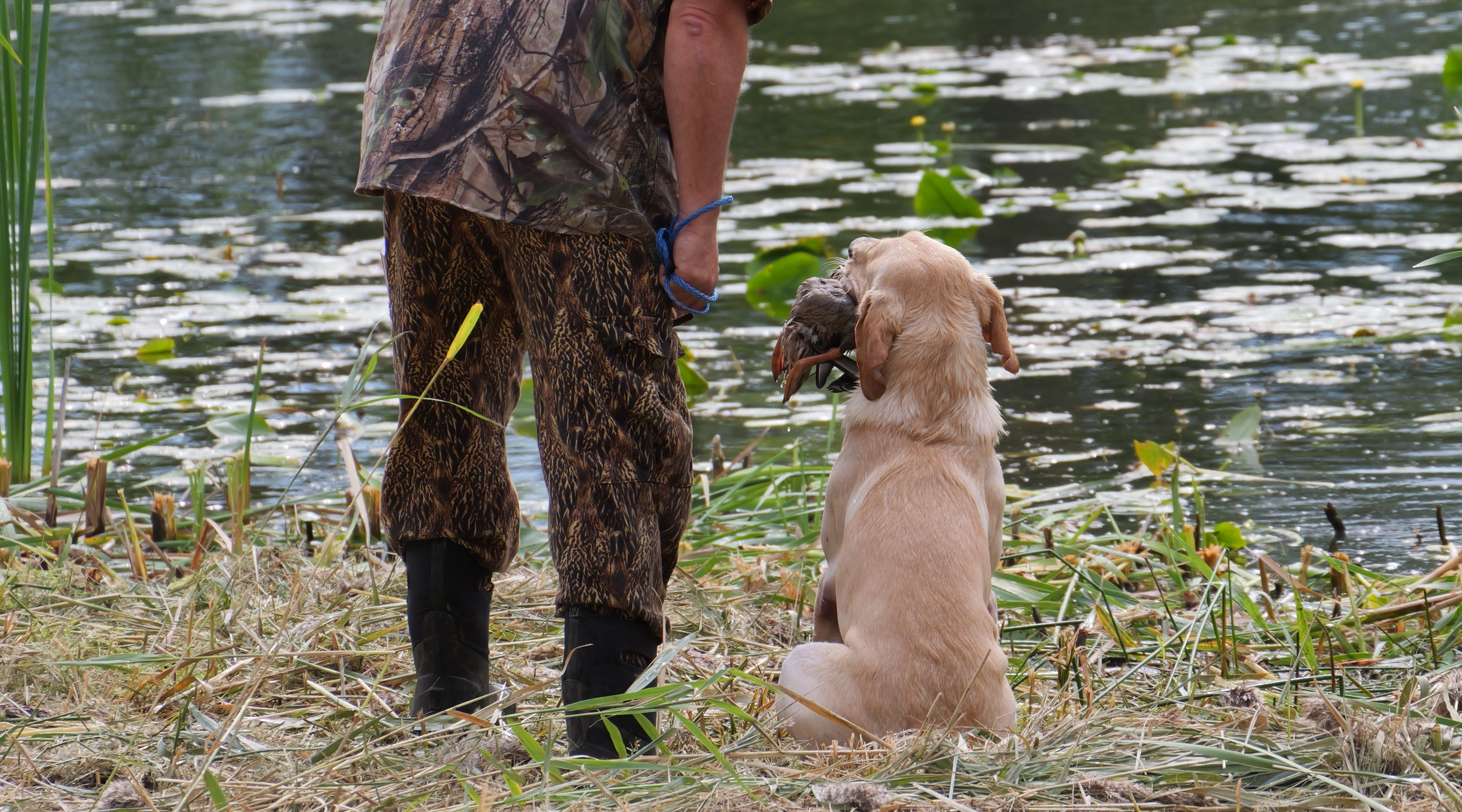 HuntEmUp Outdoors | Hunting Dog Training Equipment & Game Cameras